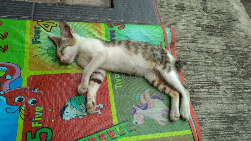 Sleepy cat editorial photography. Image of street, morning - 155659822