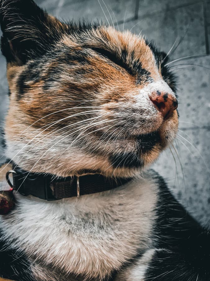 Sleepy Cat stock photo. Image of sleepy, lovely, cutie - 196756822
