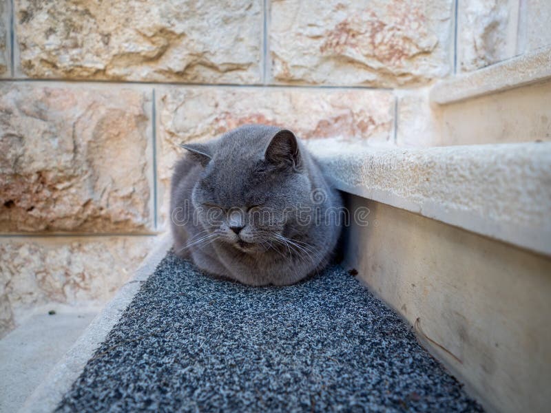 Sleepy grey cat outside stock image. Image of yellow - 178478675