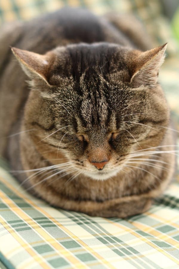 Sleepy cat stock image. Image of quiet, mammal, tired - 39814349