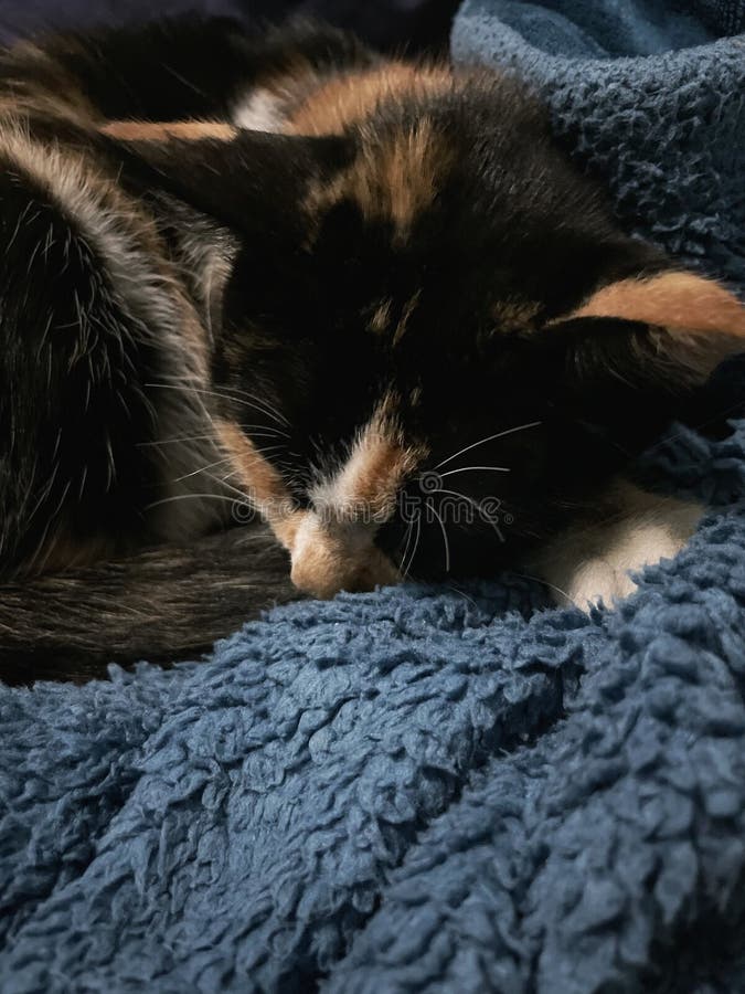 518 Sleeping Calico Cat Stock Photos - Free & Royalty-Free Stock Photos ...