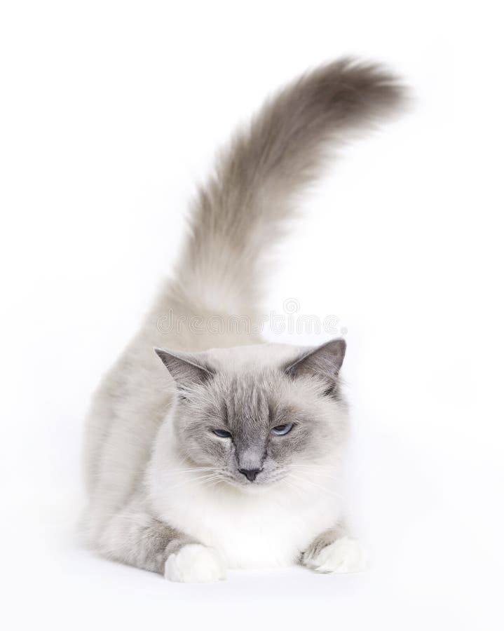 Sleepy cat, Ragdoll stock image. Image of lovable, character - 11913201