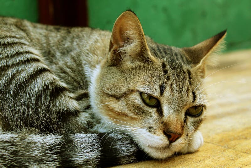 Sleepy Cat Resting, Lovely Kitten Stock Photo - Image of face ...