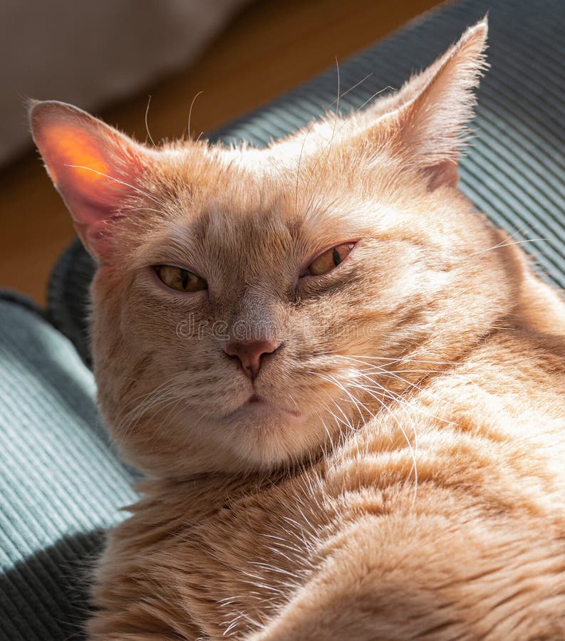 Sleepy Cat with a Sly Smile on the Couch Stock Image - Image of mammal ...