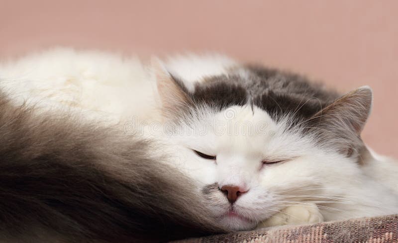 Sleepy cat stock photo. Image of whiskers, turkish, tired - 48505548