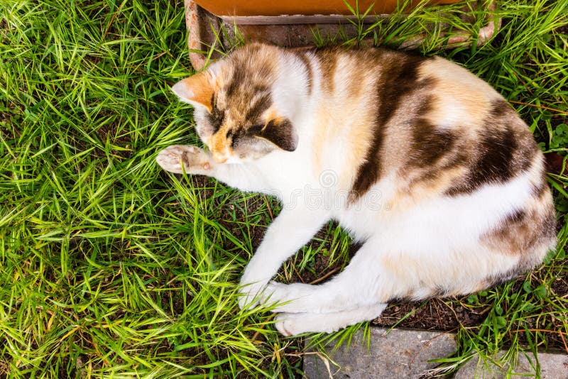 Sleepy cat stock image. Image of nature, domestic, hangover - 38756603