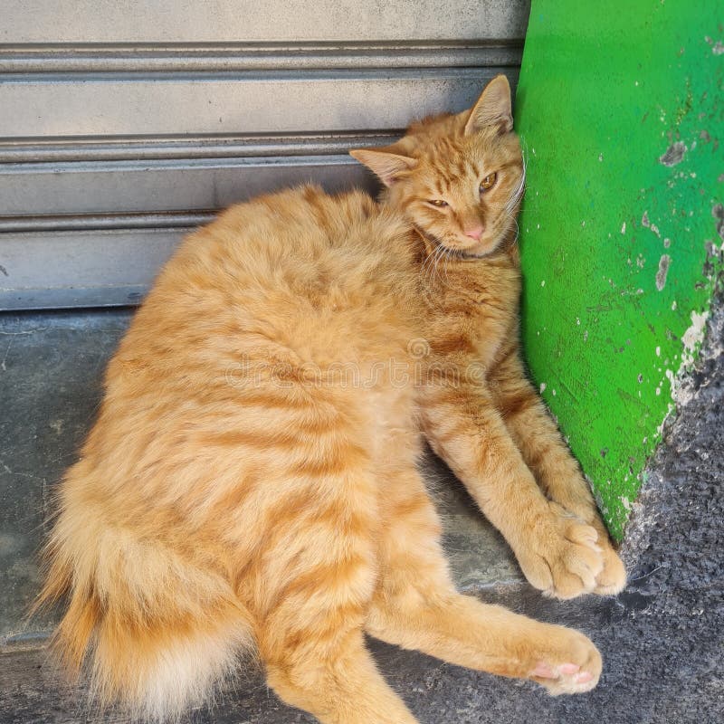 Sleepy Cat beside Wall but Still Staring Stock Image - Image of wall ...