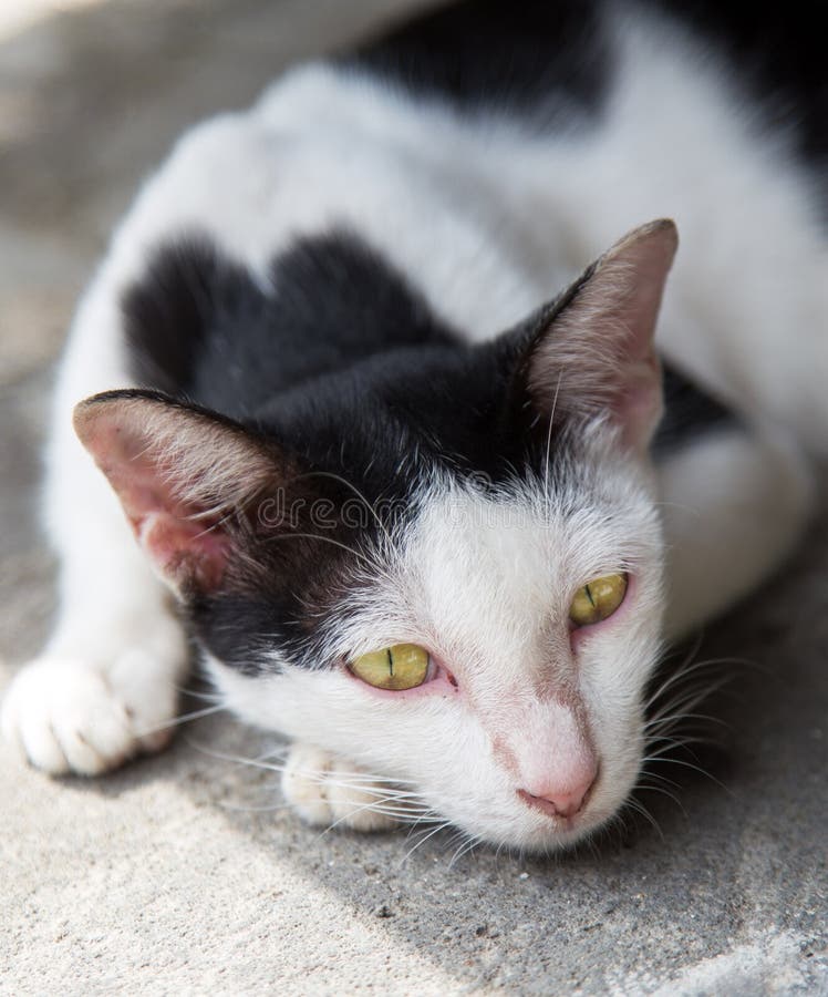 Sleepy cat stock image. Image of sunshine, light, sleepy - 60799865
