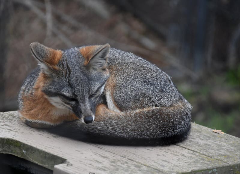 Cxhannel Island Stock Photos - Free & Royalty-Free Stock Photos from ...