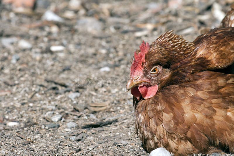 Sleepy Chicken stock image. Image of fowl, animals, country - 57997047