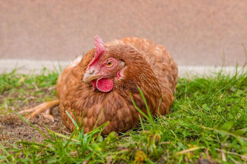 Sleepy Chicken stock photo. Image of animal, agriculture - 57997076