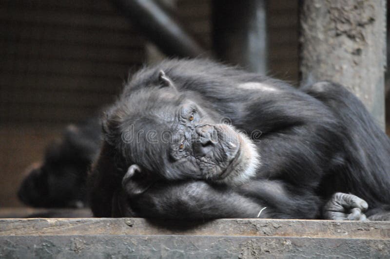 Sleepy Chimpanze stock image. Image of chester, wisdom - 51708333