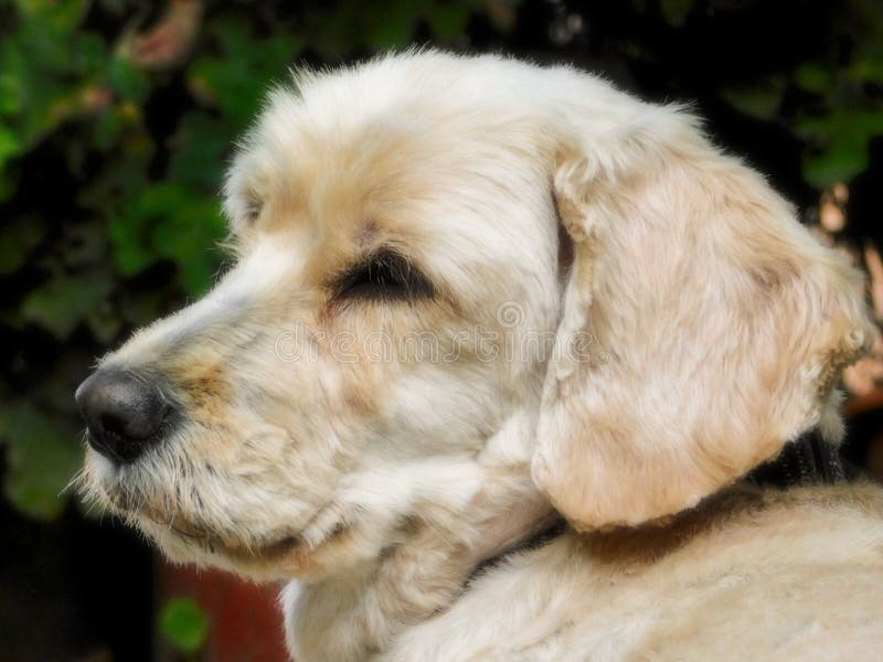 Cockapoo 3 stock image. Image of garden, cockapoo, fluffy - 48449663
