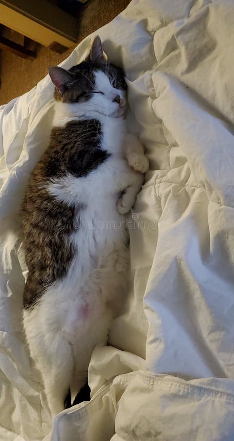 Sleepy and comfy kitty stock image. Image of comfy, animal - 215998841