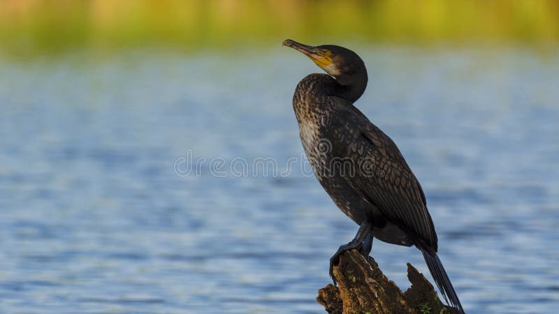SLEEPY CORMORANT stock photo. Image of landscape, bird - 85569148