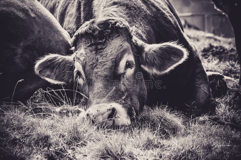 Sleepy Cow Observing with a Jaded Eye Stock Photo - Image of observing ...
