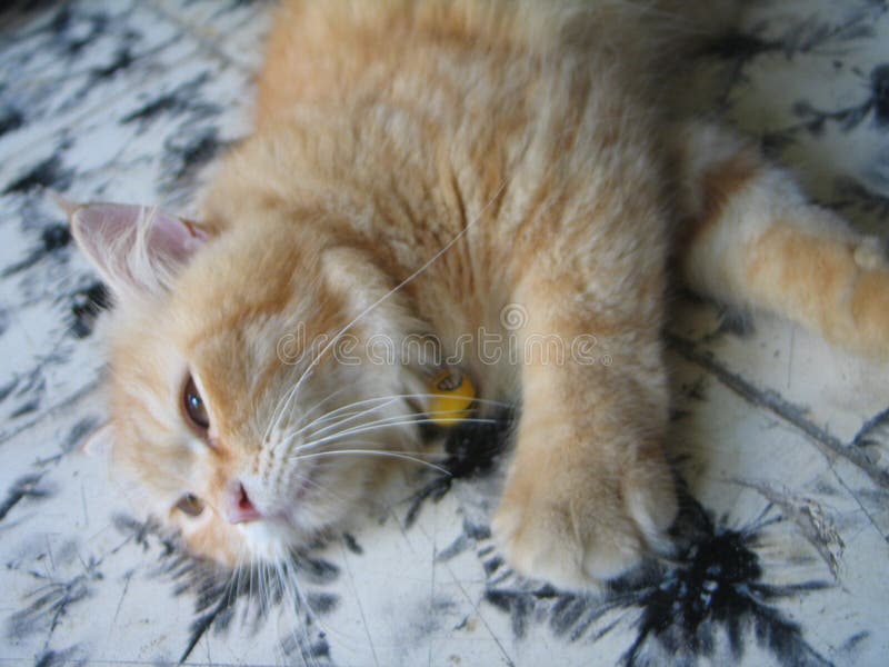 Sleepy Cream Tabby Cat Up on the White Floor Stock Photo - Image of ...
