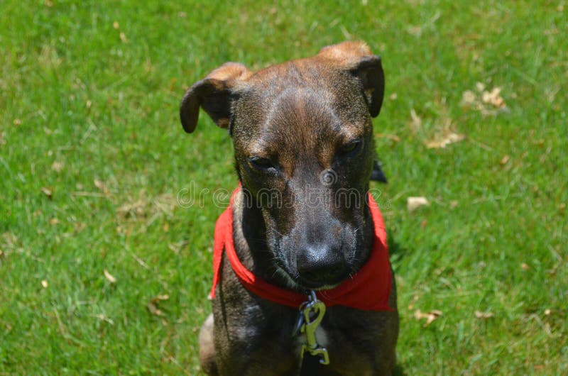 Aruban Cunucu Dog Stock Photos - Free & Royalty-Free Stock Photos from ...