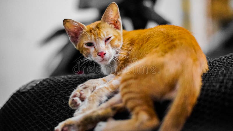 Sleepy Cute Cat on the Motorcycle Still No Wakeup Stock Image - Image ...