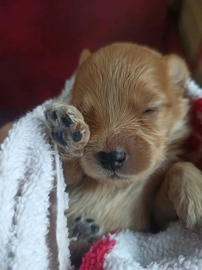 Sleepy Cute Puppy Brown Dog Stock Photo - Image of sleepy, brown: 296603216