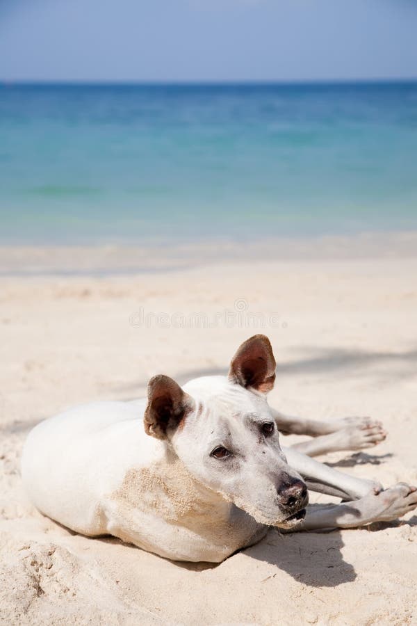 Sleepy Dog stock photo. Image of sadness, blue, bright - 13050920