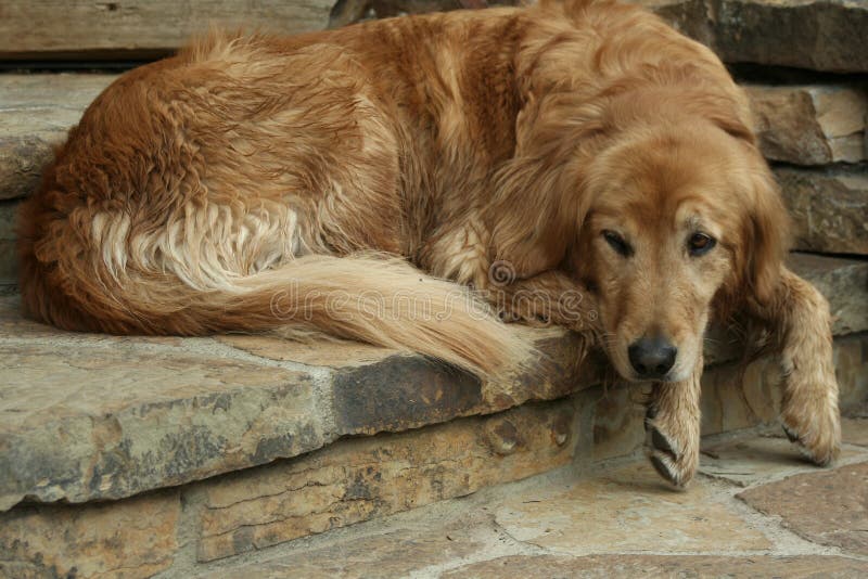 Sleepy Dog stock image. Image of cute, friend, pets, canine - 14660045