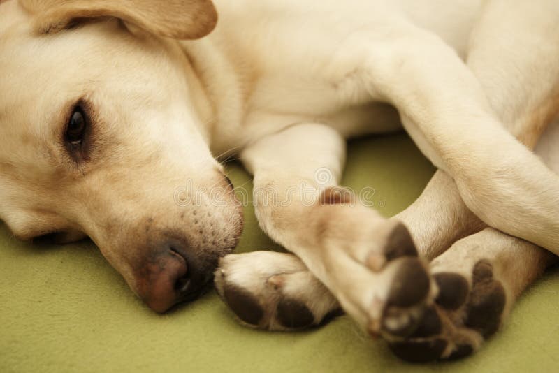 Sleepy dog stock image. Image of ears, adorable, doggy - 18426901