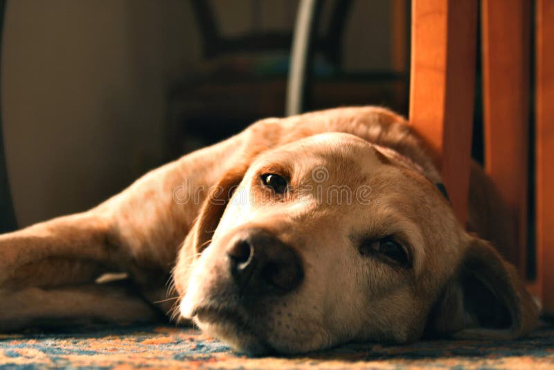 Sleepy dog stock photo. Image of beagle, lonely, lazy - 2780834