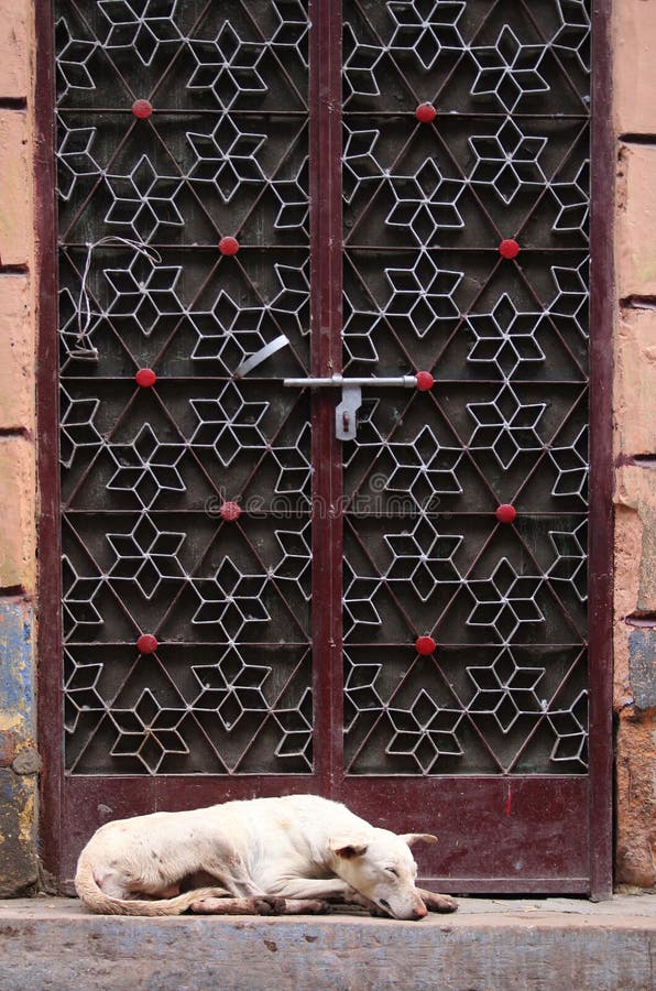 Sleepy dog stock photo. Image of wild, beautiful, scenery - 29586582