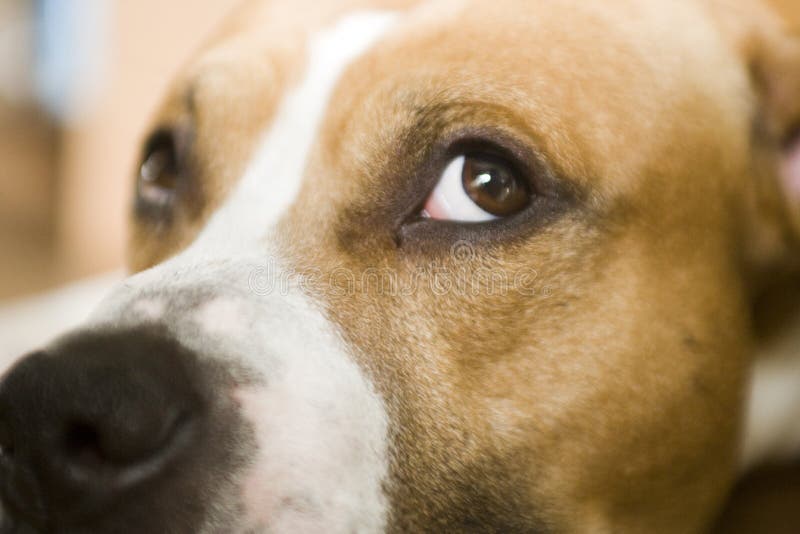 Sleepy dog stock image. Image of isolated, homeholder - 4011627