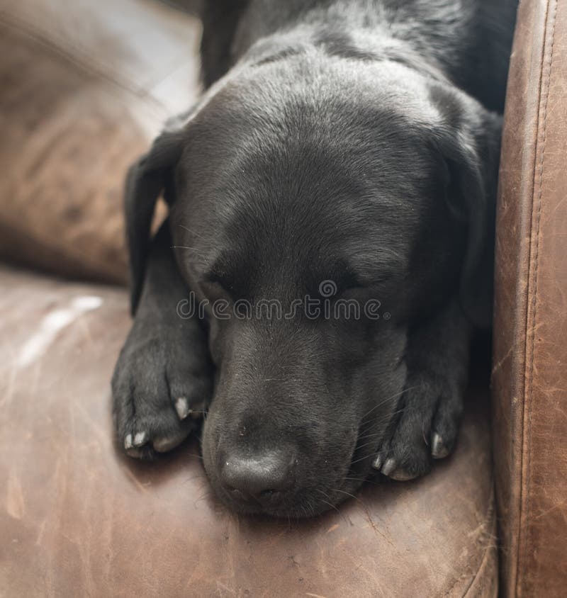 Sleepy dog stock image. Image of sleepy, sofa, black - 75964135