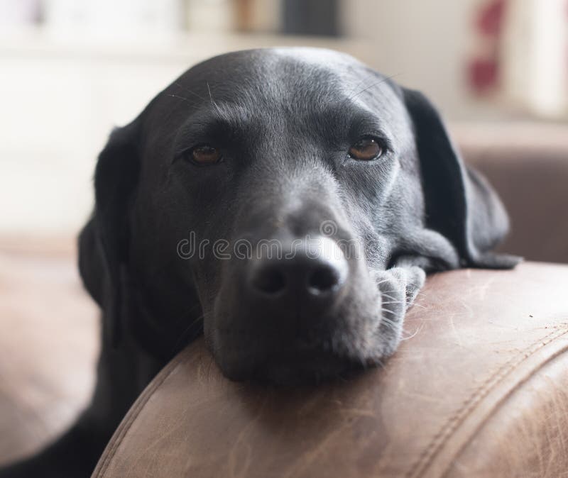 Sleepy dog stock photo. Image of sofa, yawn, asleep, morning - 75964210