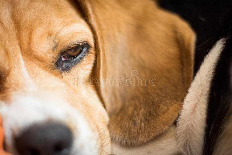 Sleepy dog closeup stock image. Image of cute, portrait - 96859707