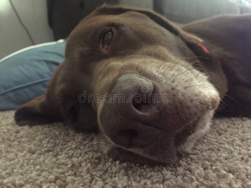 Sleepy dog stock image. Image of cute, sleepy, chocolate - 123787125