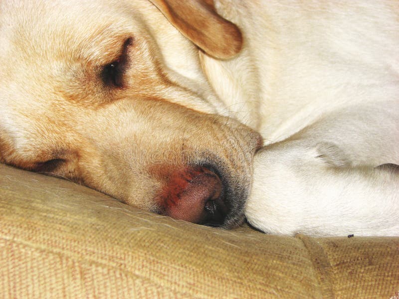 Sleeping Dog Couch stock image. Image of pointer, relax - 34483999