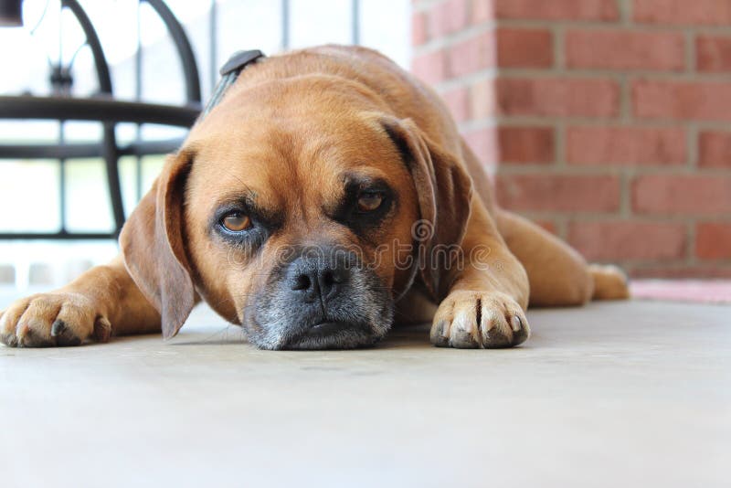 Sleepy dog stock image. Image of calm, relax, sleepy - 88047039