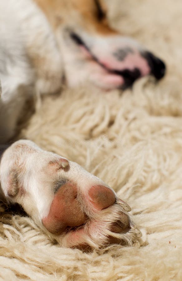 Sleepy dog stock image. Image of lazy, asleep, detail - 31821183