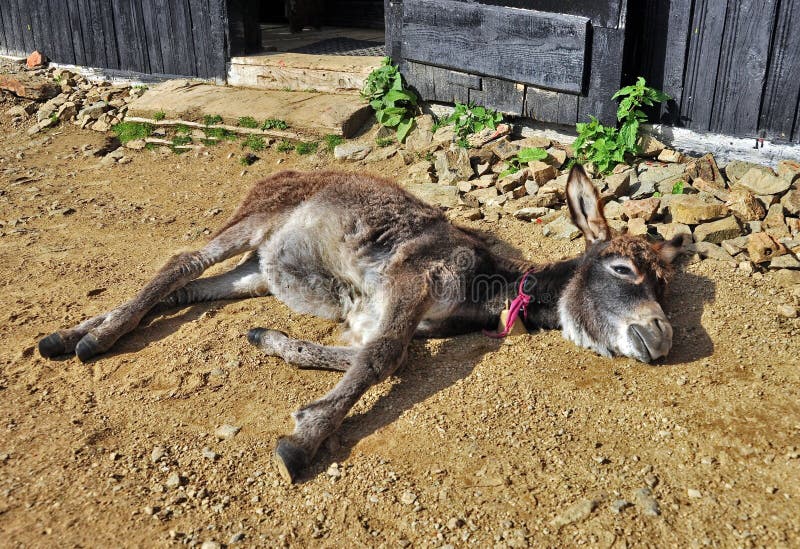 Sleepy donkey stock image. Image of resting, animal, domestic - 56462665