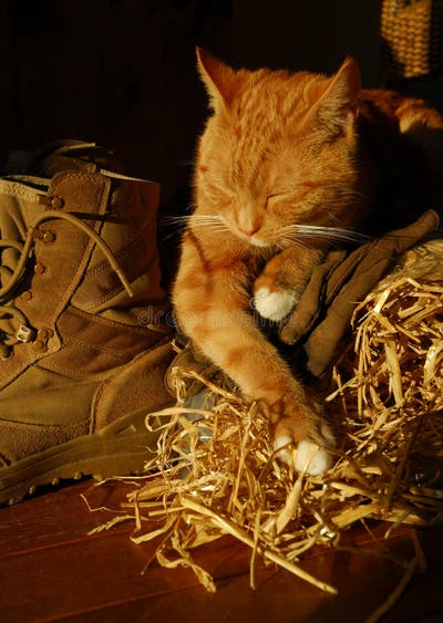 Sleepy Farm Cat stock image. Image of wear, cute, sleeping - 4374245