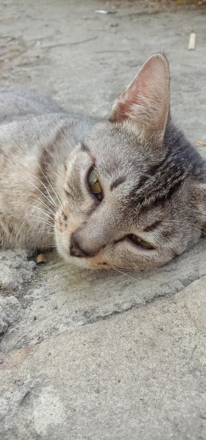 Sleepy fat cat looks cute stock photo. Image of random - 282824168