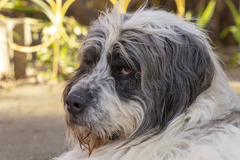 Sleepy Fluffy dog stock photo. Image of lovely, animal - 144097976