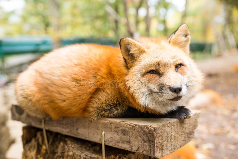 Sleepy fox stock photo. Image of food, relax, countryside - 83297110
