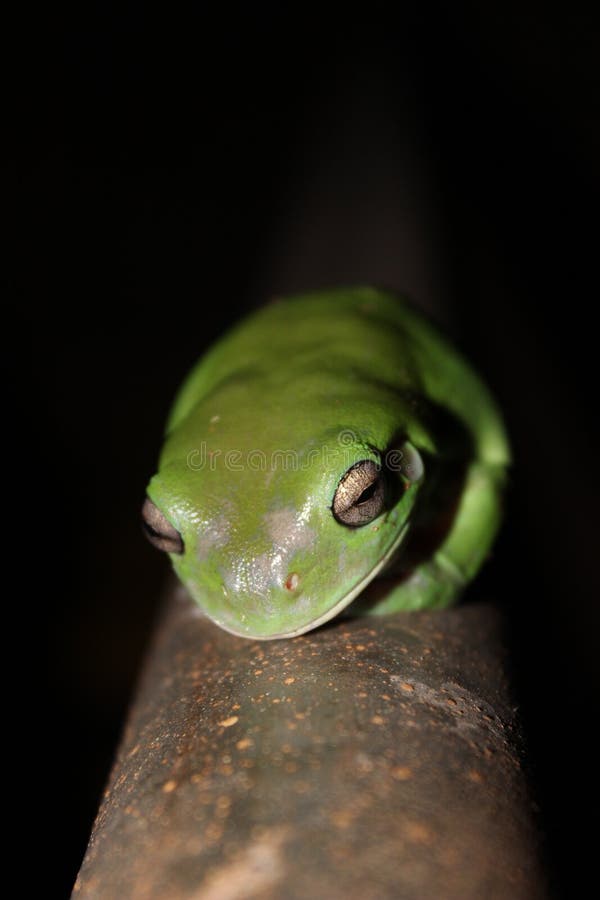 371 Sleeping Frog Photos - Free & Royalty-Free Stock Photos from Dreamstime