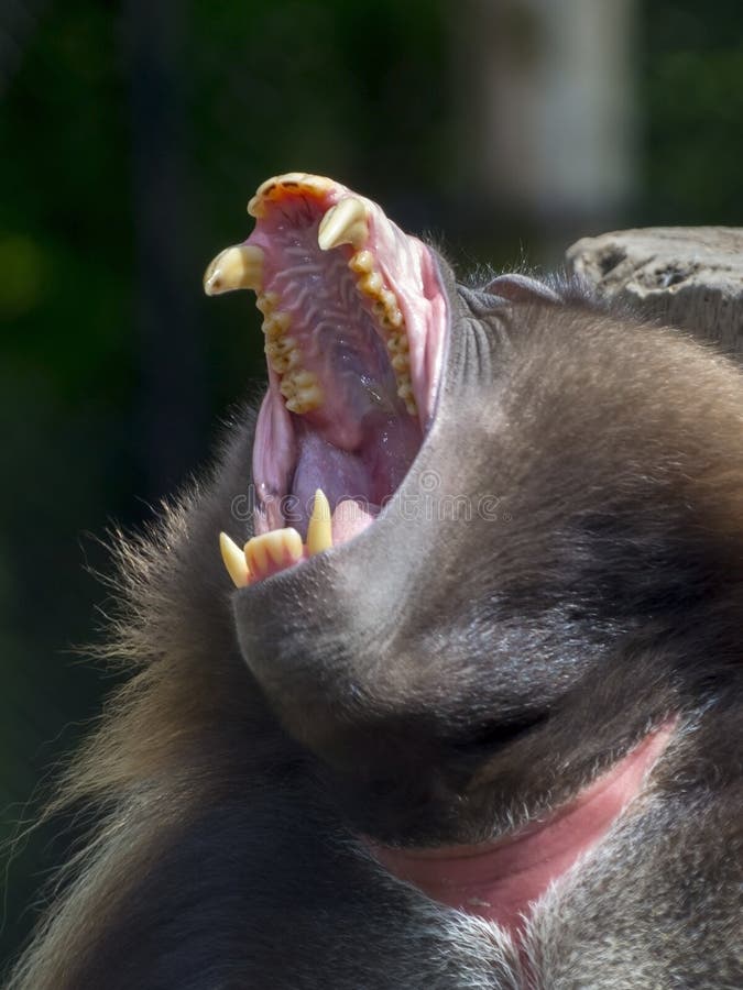 Sleepy Gelada Baboon stock image. Image of theropithecus - 78027459