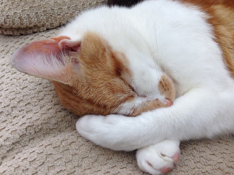 Sleepy George stock photo. Image of long, hard, sleepy - 115728984