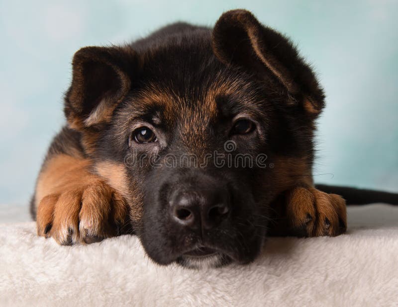 Sleepy German Shepherd Puppy Dog Stock Image - Image of black, cute ...