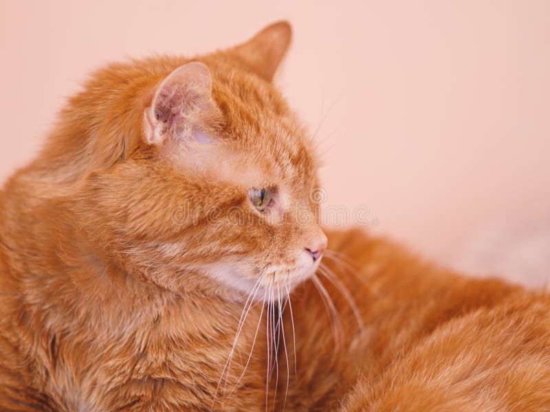 Ginger Sleepy Cat, Slumbering Cat, Cat Face Stock Photo - Image of ...