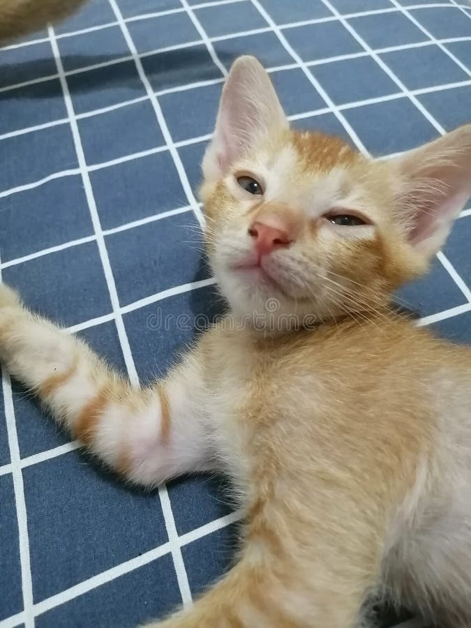 Sleepy ginger male kitten stock image. Image of ginger - 239710983