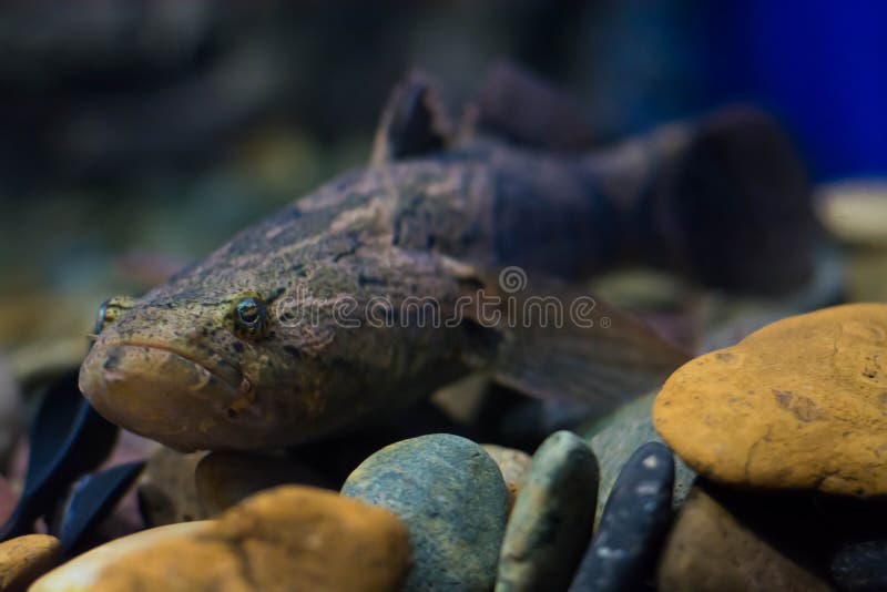 Sleepy Goby, Marbled Sleeper Fish Stock Photo - Image of food, marble ...