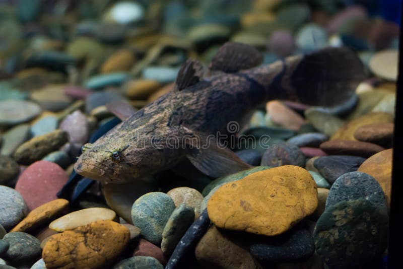 Tom Yum Sleepy Goby, Marbled Sleeper (Oxyeleotris Marmorata) Fish in ...